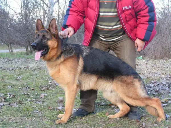 Astor Germanski ovcar