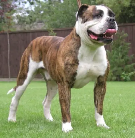 Bullforce Rock of Jordan